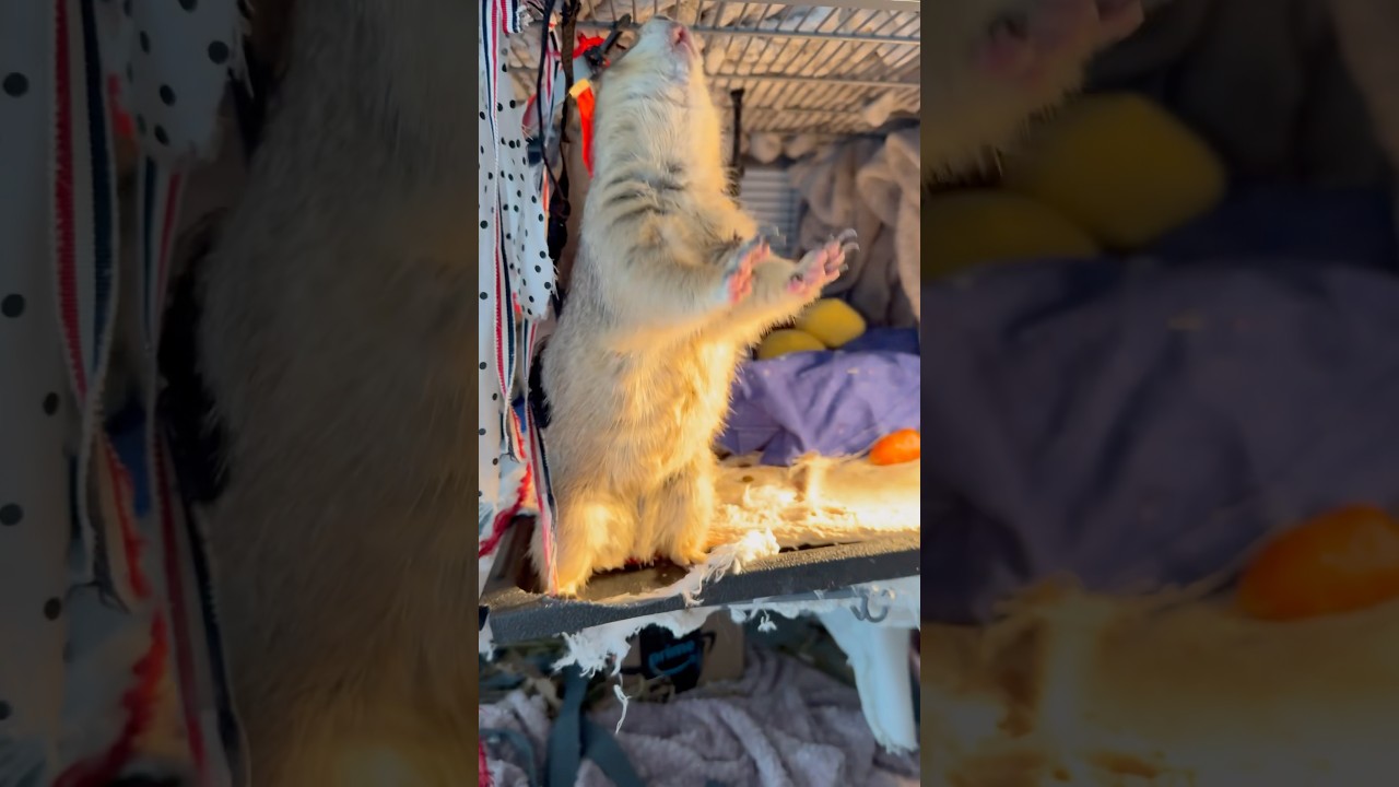 Forget the groundhog: This cute prairie dog predicts an early spring