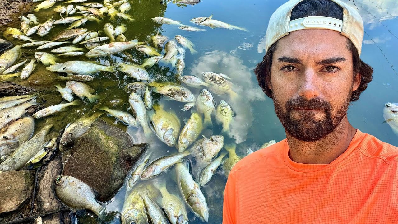 Examine the shocking impact of extreme drought on fish