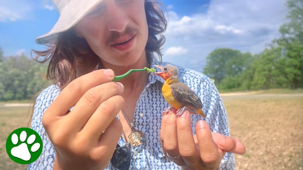 Texas man rescues baby bird from snake attack ️