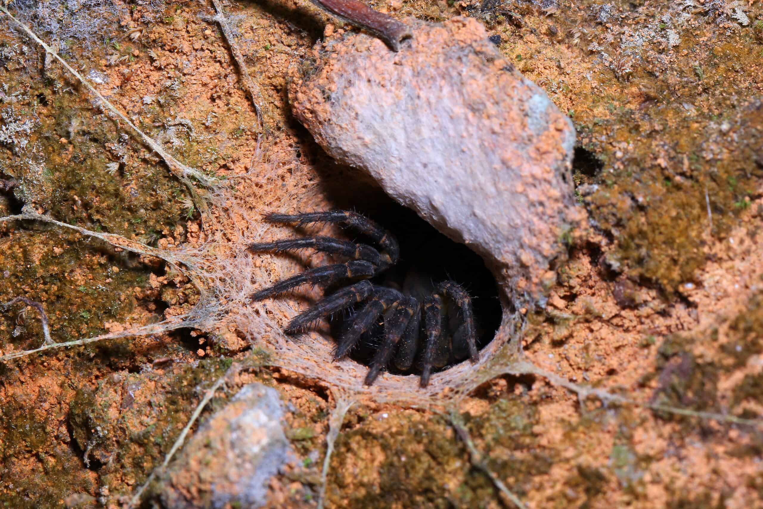 Nature’s most incredible animal architects