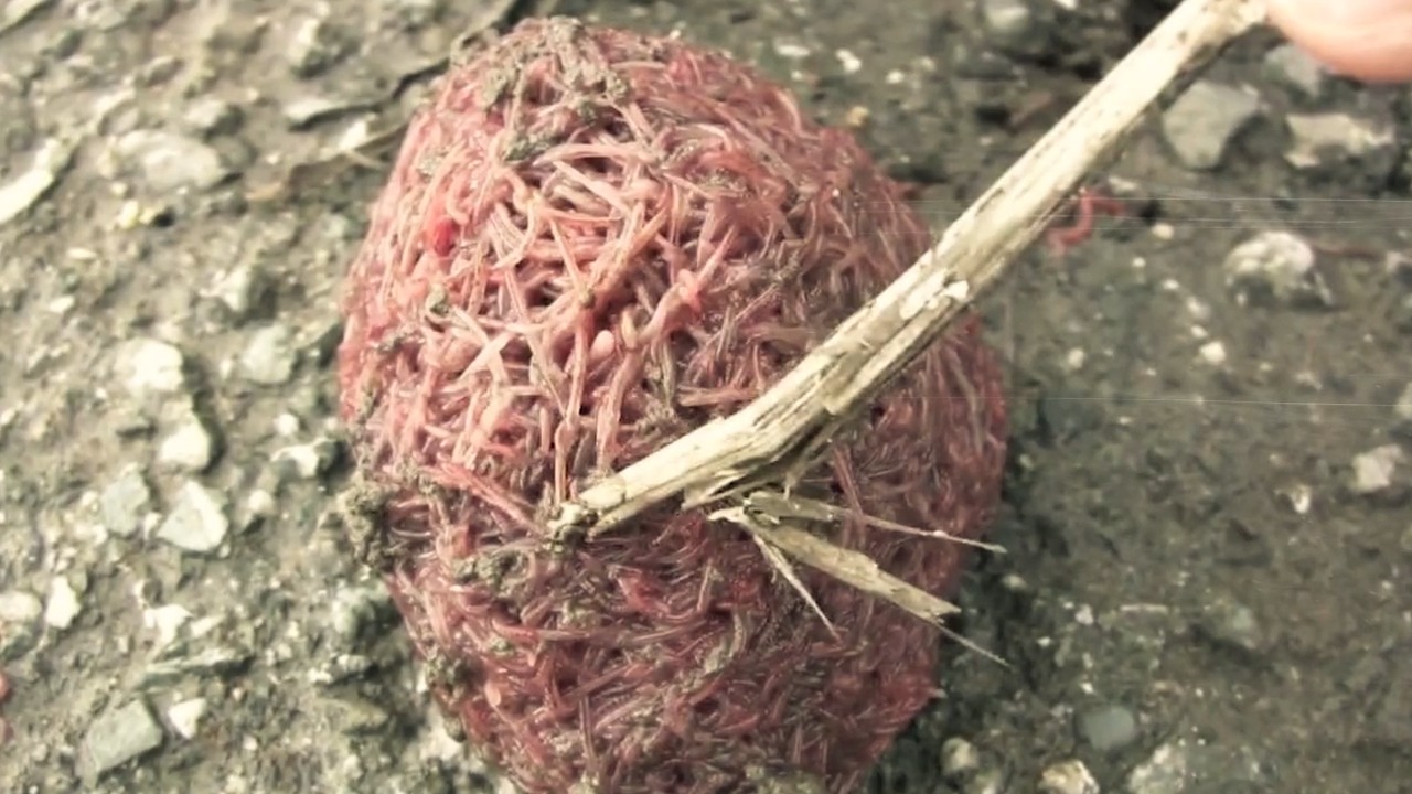 It was breathing - sewer camera found red blobs pulsing inside an old pipe