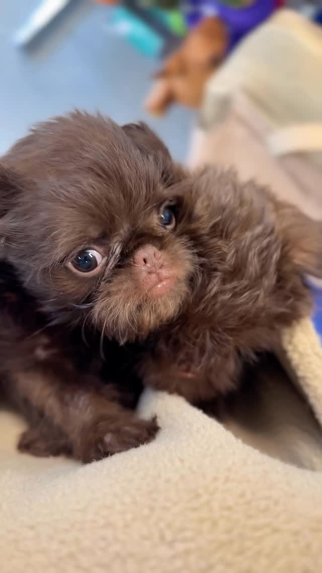 Making gummy bears for dogs: watch what happened