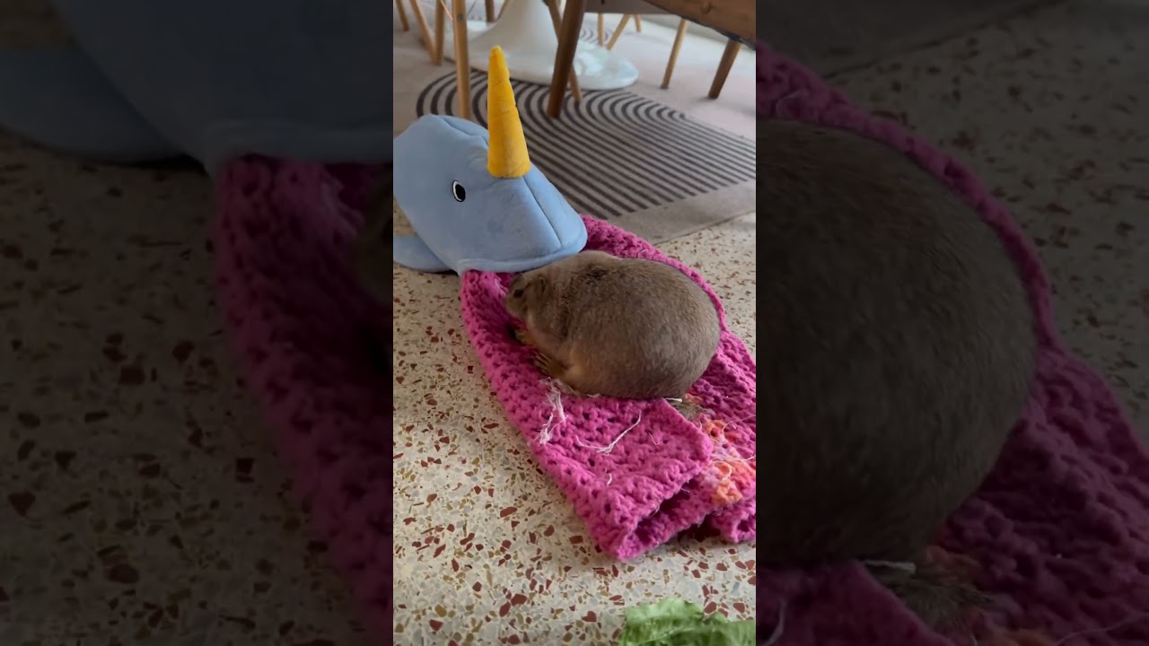 This prairie dog goes from twerking in her narwhal bed to wahooing at ...