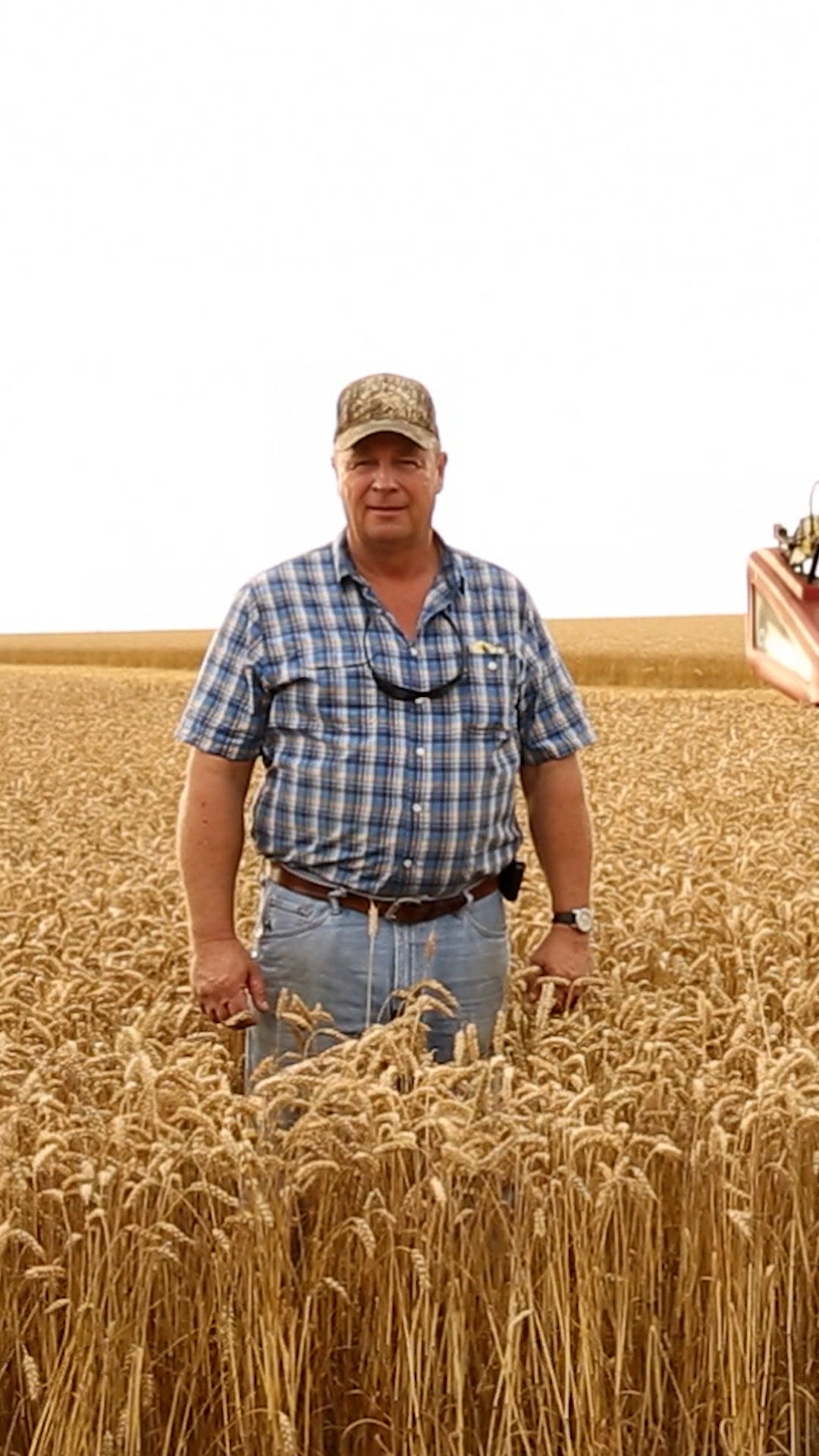 Wheat fields in crisis