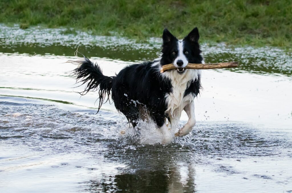 The 20 smartest dog breeds out there