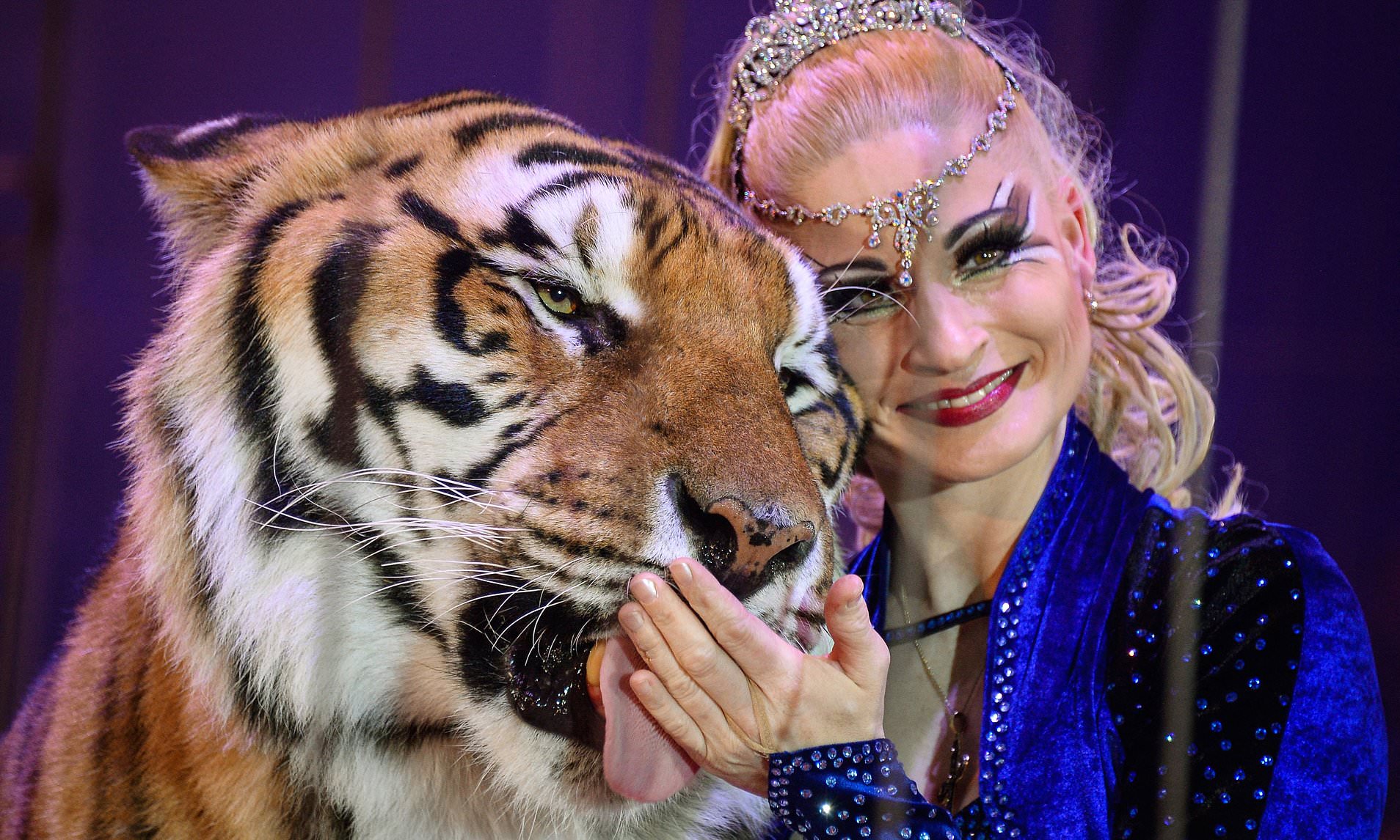 Tiger is shot dead in Germany after escaping 'Tiger Queen' owner and ...