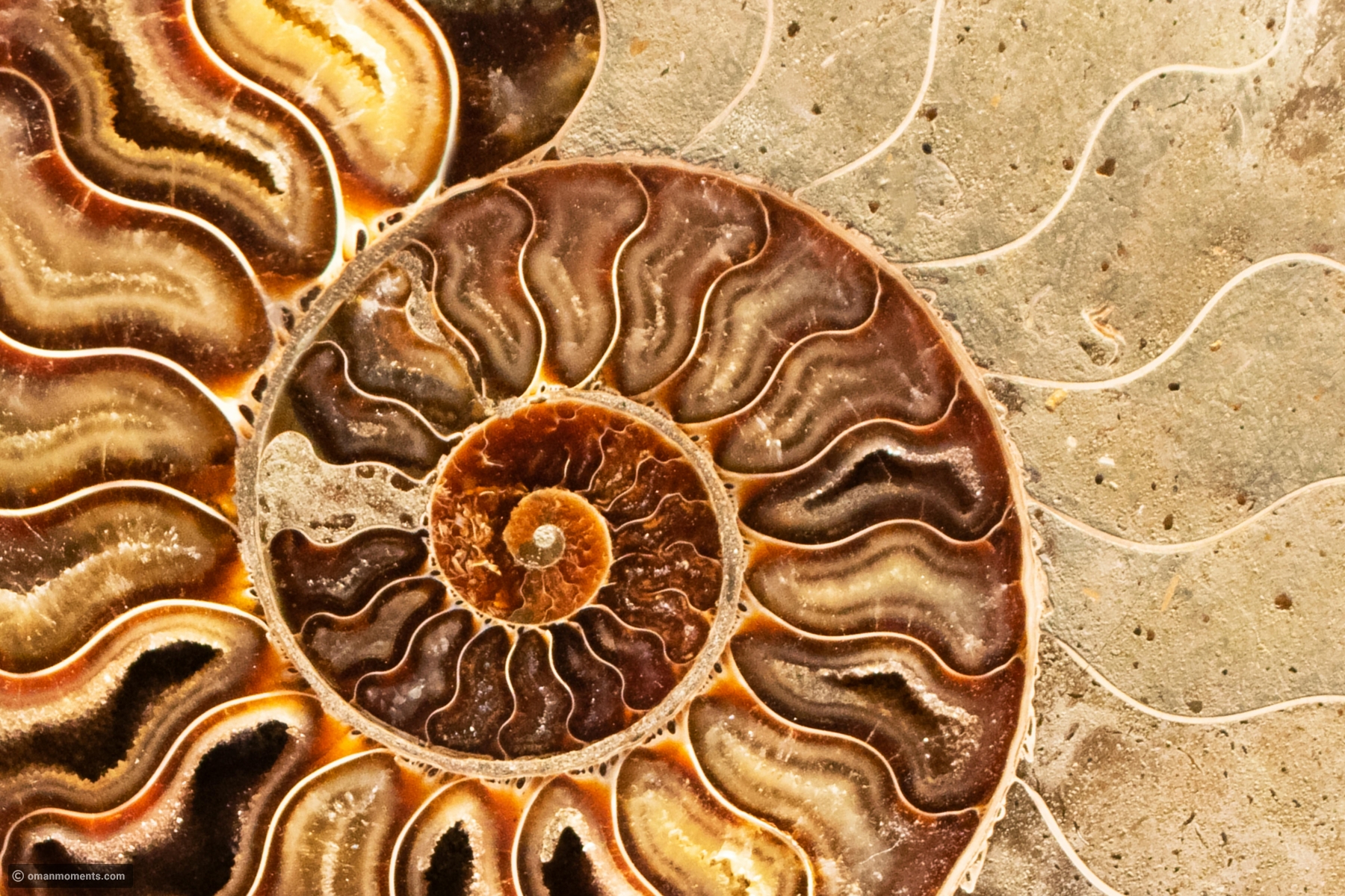 Scientists found an exceptionally preserved fossil in Utah then noticed ...