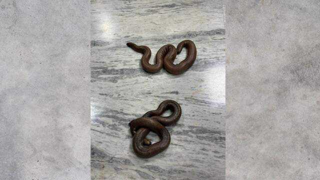 Man caught attempting to sell endangered red sand boa in Warangal