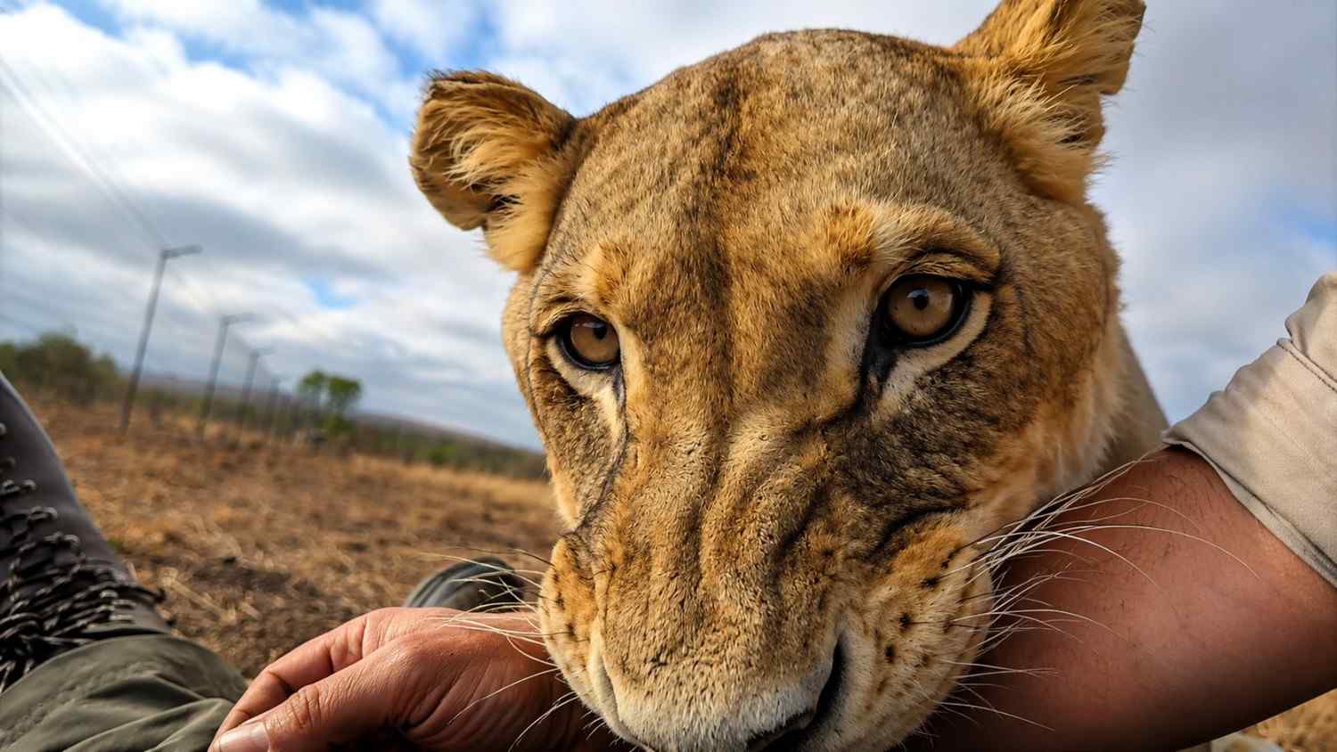 After 2 weeks, a jealous lion took over the reunion