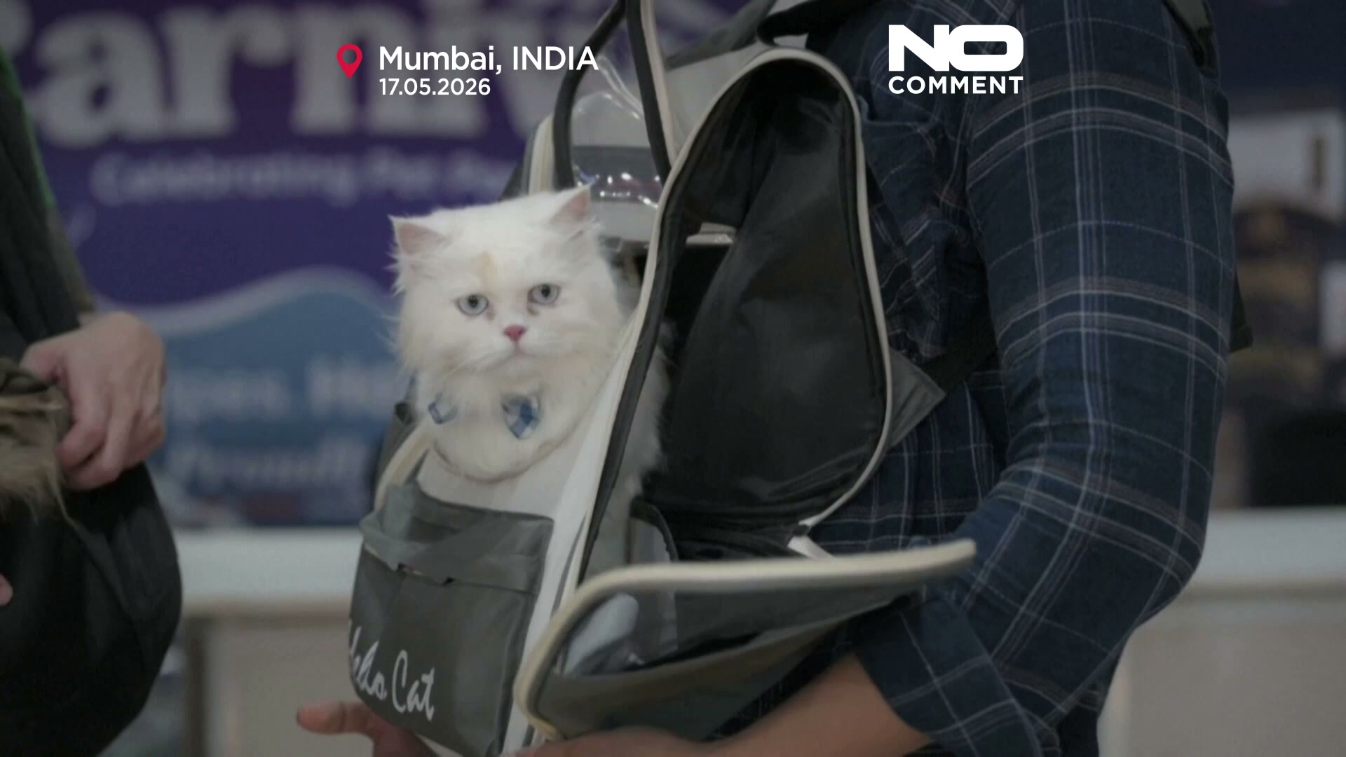 Cats in costumes and beauty contests draw crowds at expo