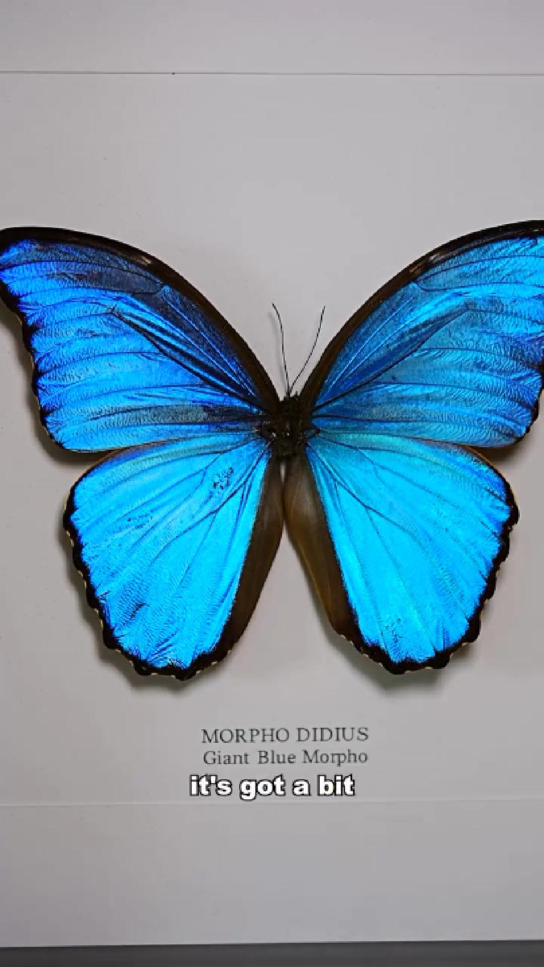 The Blue Morpho Butterfly Looks Almost Unreal Up C