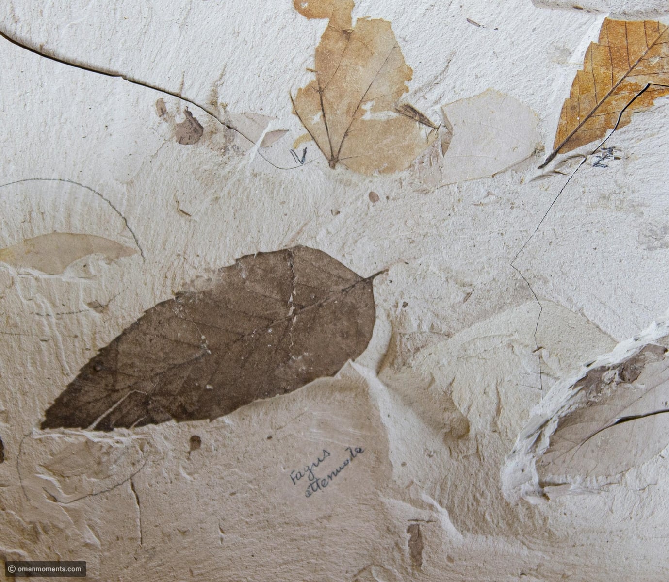 Scientists found an exceptionally preserved fossil in Utah then noticed ...