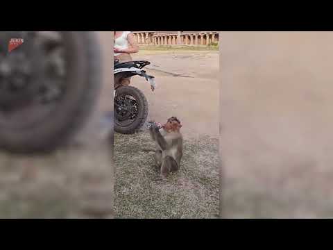 Monkey steals and drinks tourist's soft drink