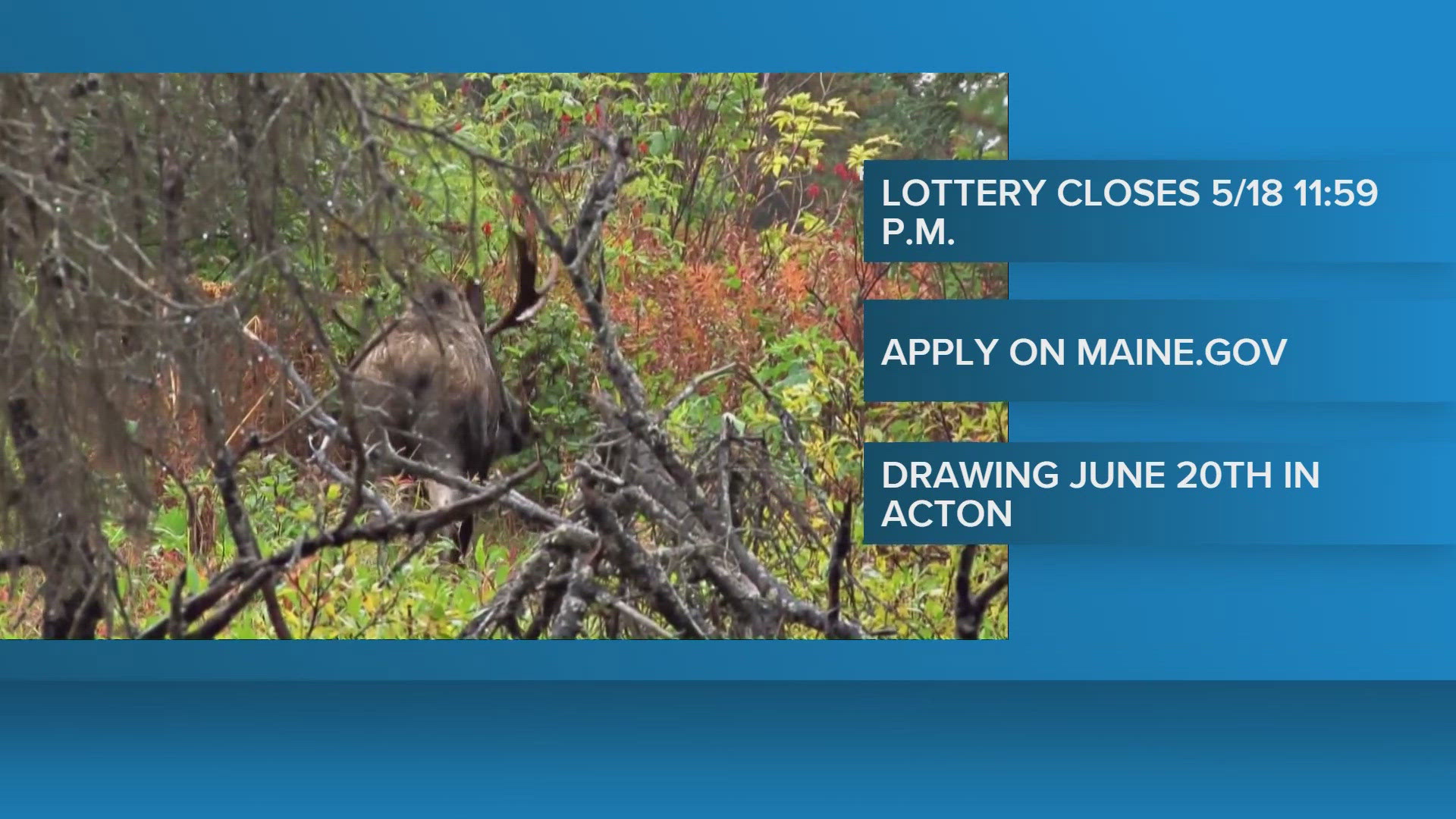 Deadline arrives for Maine moose hunting permit lottery