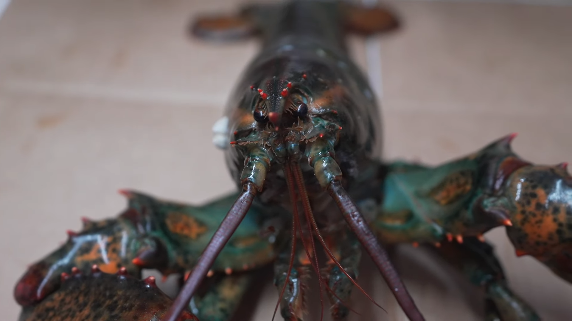 The lobster that met New York’s wildest grill