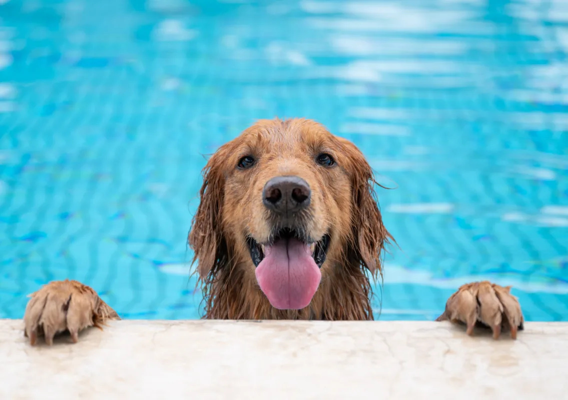 Pearl the golden retriever who accidentally found her lifelong pool passion