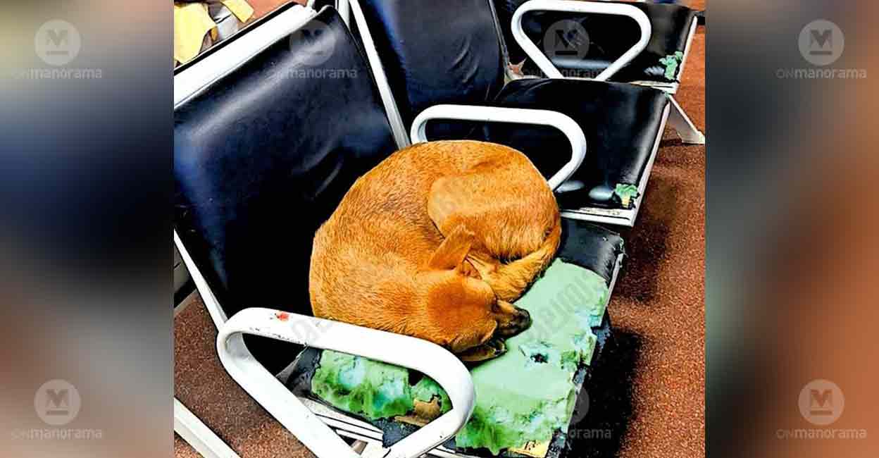 Fear on the platform as stray dogs take over Thrippunithura station