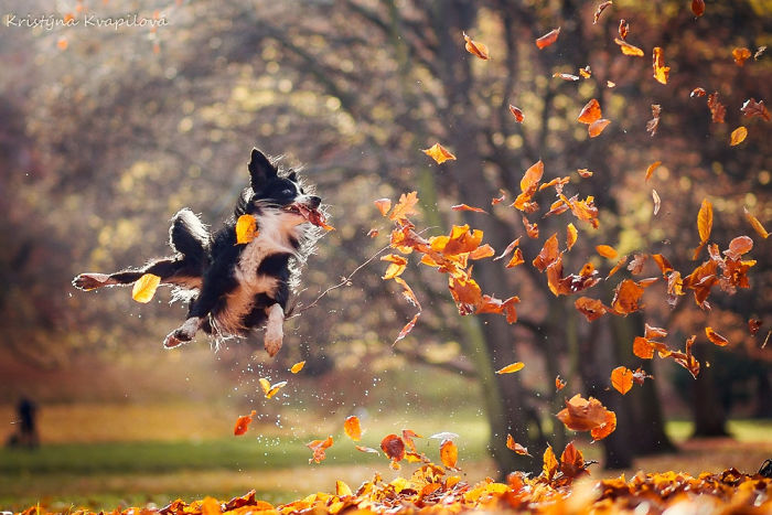 50 brilliant dog photos to make you say "Awww"