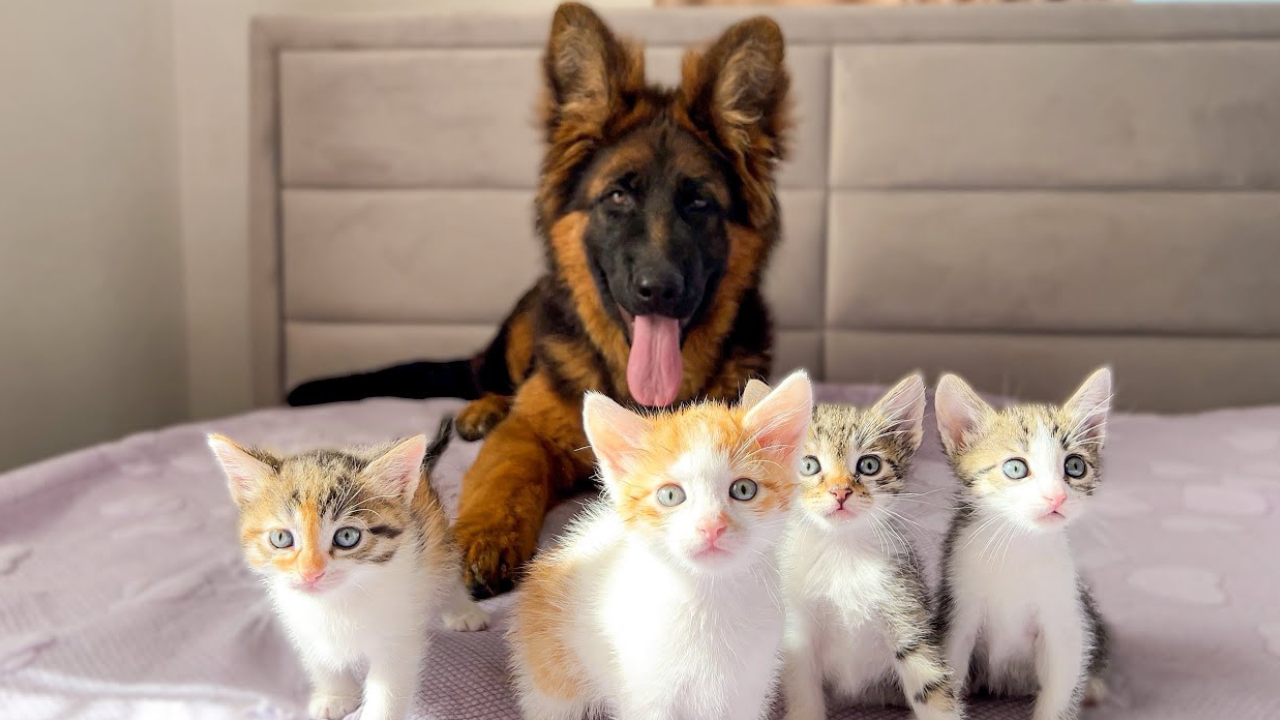 German shepherd puppy gets confused by tiny kittens