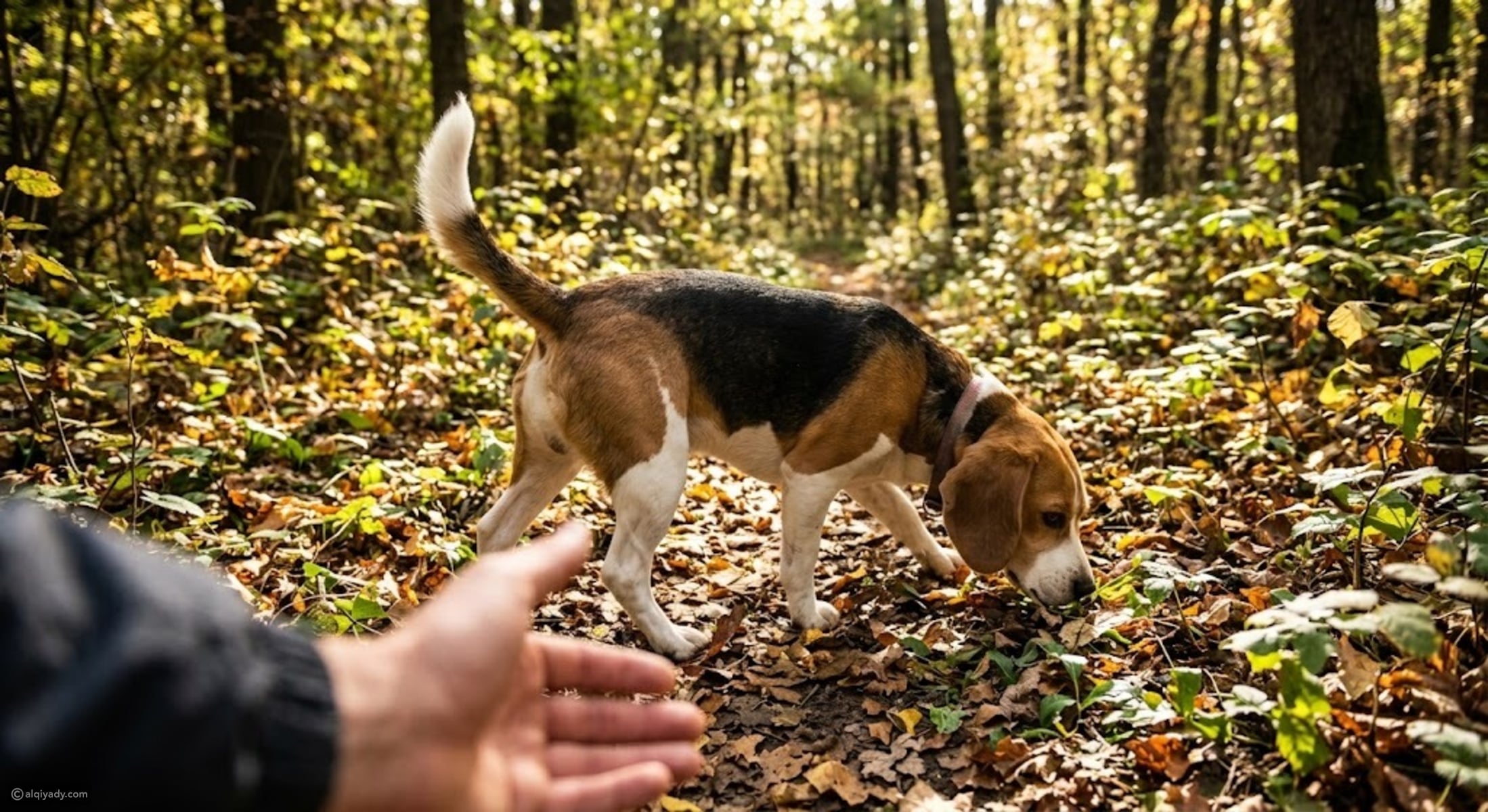 Dog breeds that would abandon you without a second thought
