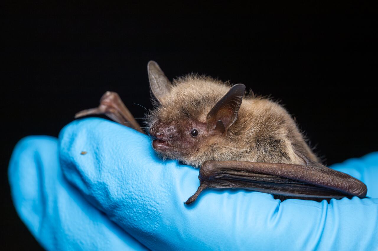 Alberta students being treated for rabies exposure after bat encounter ...