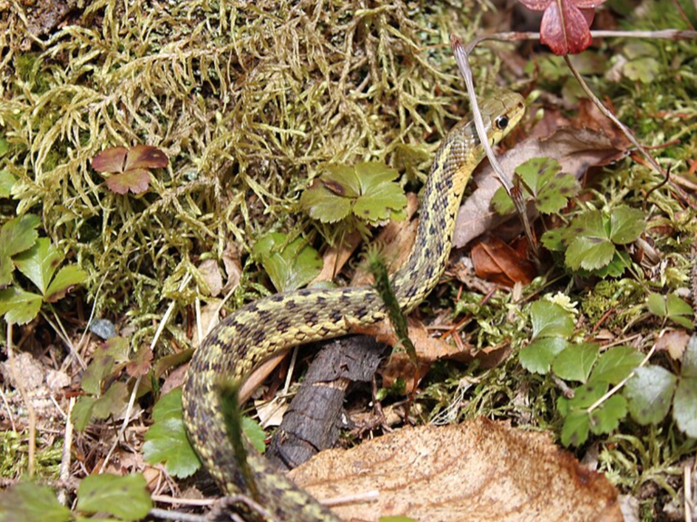 A newly identified snake has learned to outsmart predators with a fake ...