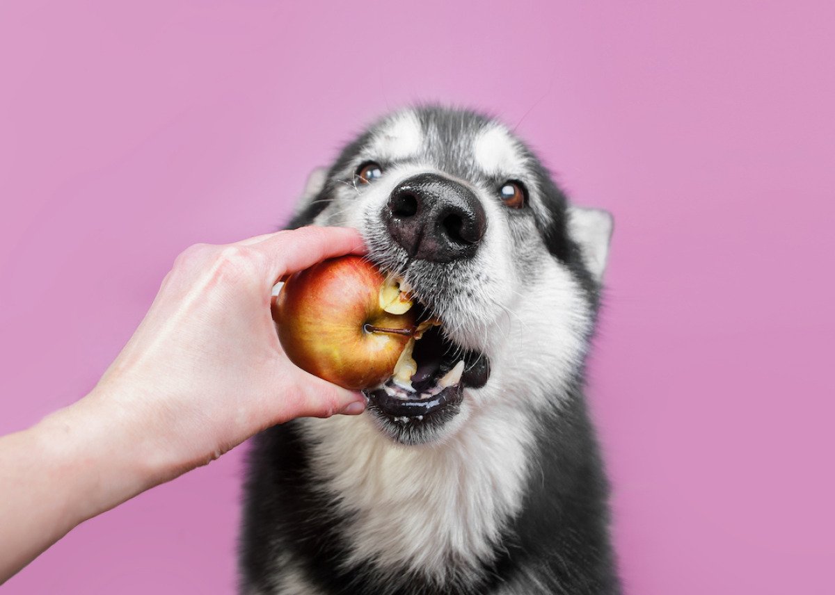 31 common foods that could actually poison your dog
