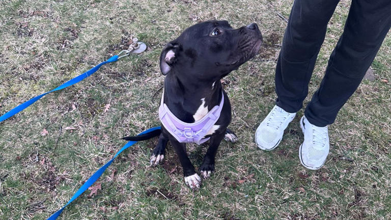 Dog found abandoned on side of the road in New Jersey, police seek answers
