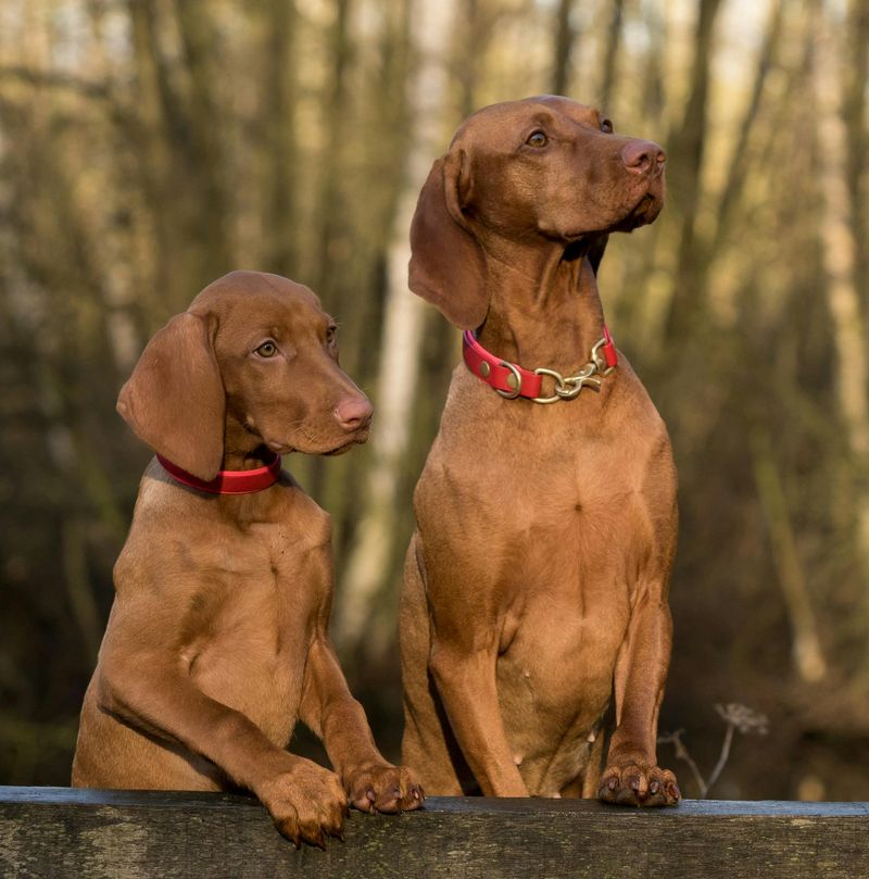 14 dogs that choose their person fast and never emotionally let go