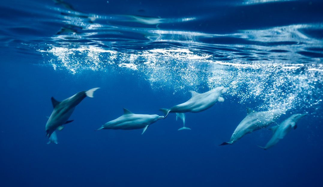 Scientists studied dolphins in French Polynesia – and noticed something ...