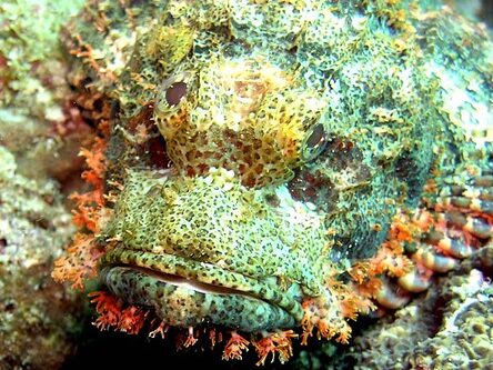 15 creatures of the deep sea that will haunt your dreams