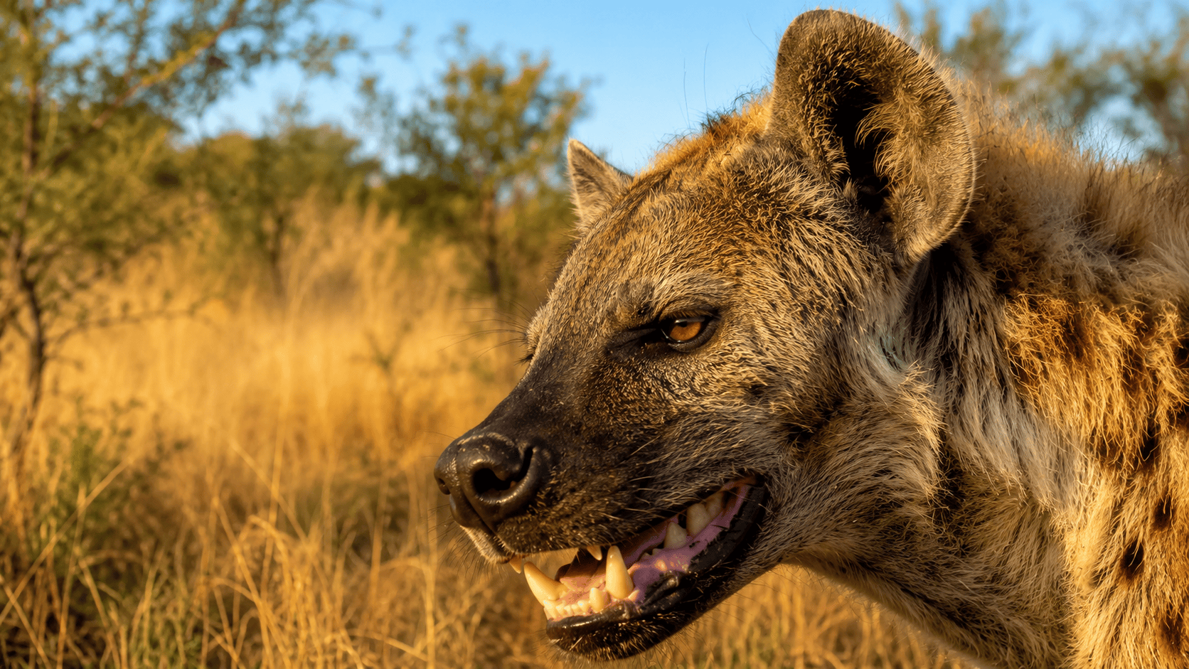 The strange habit that helps hyenas survive