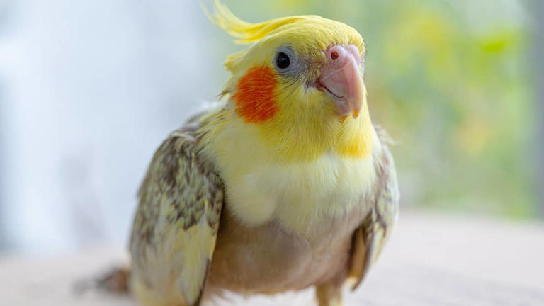 Cockatiel meets new baby sister and decides she's her personal bodyguard