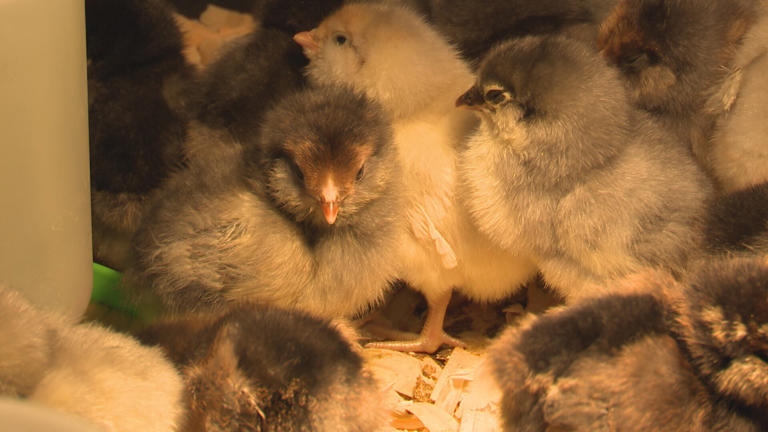 Michigan among multiple states to report salmonella outbreaks linked to ...
