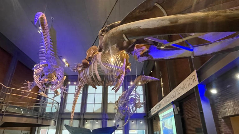 New Bedford helped lay the groundwork for the whaling industry