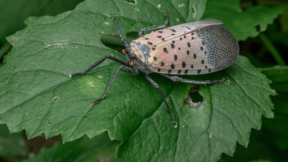 Spotted lanternflies are back—here’s how to tackle them this spring