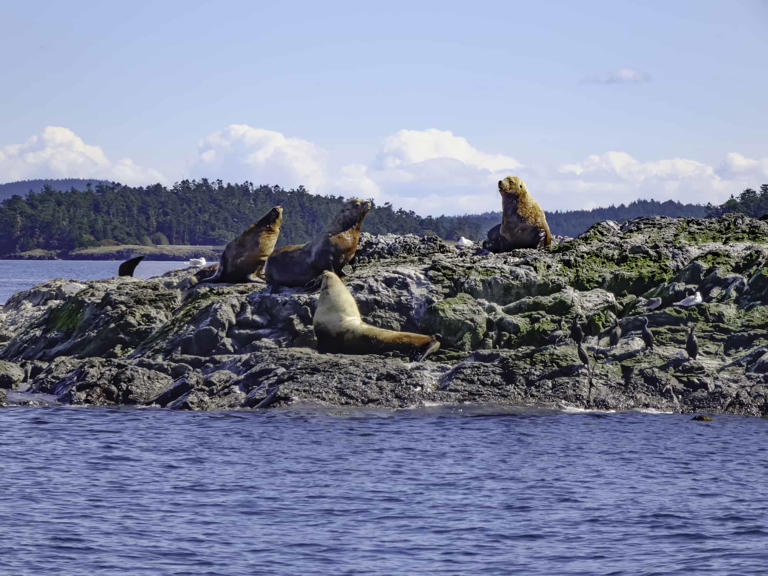 A sea lion named Sierra nearly halted traffic on US-101