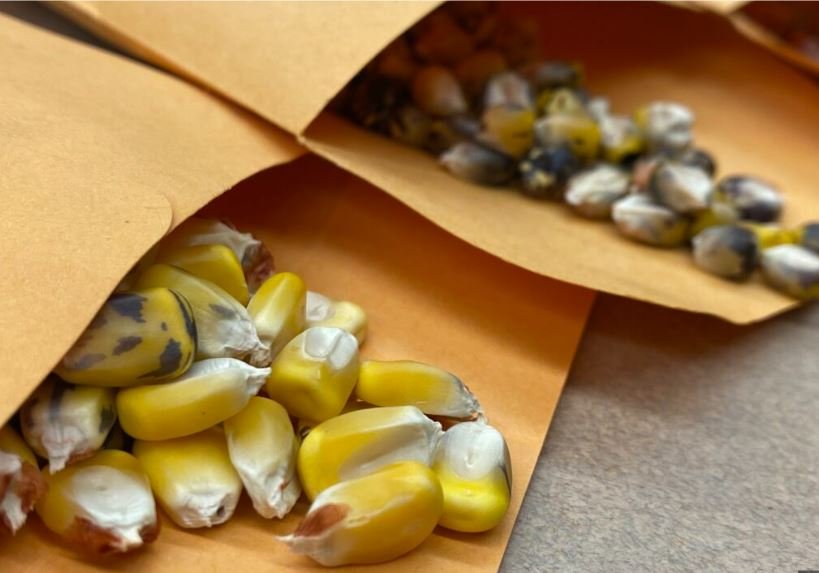 These seed banks preserve crucial corn and soy varieties. A federal ...