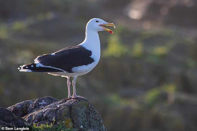 Seagull numbers have plummeted in Britain as the birds struggle to ...
