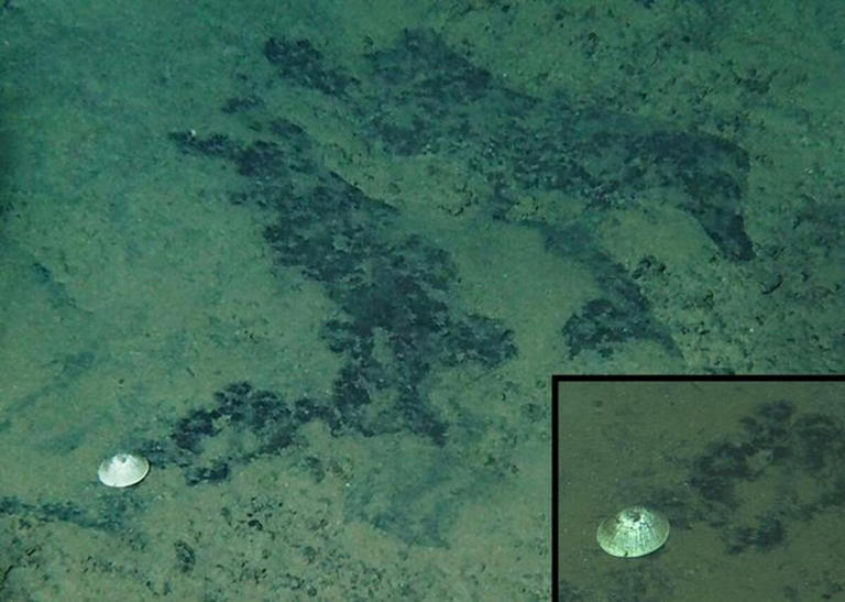 Nearly 6KM Down in the Pacific Abyss, Scientists Found a ‘Giant ...