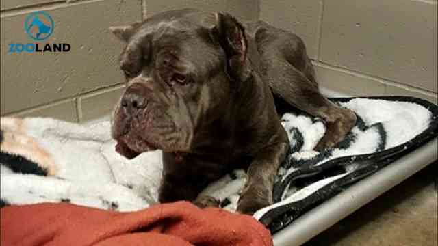 Petrified pooch sprints away from rescuers, and headlong into a deadly ...