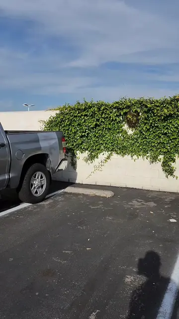 Watch this giant bee swarm removed from dealership wall