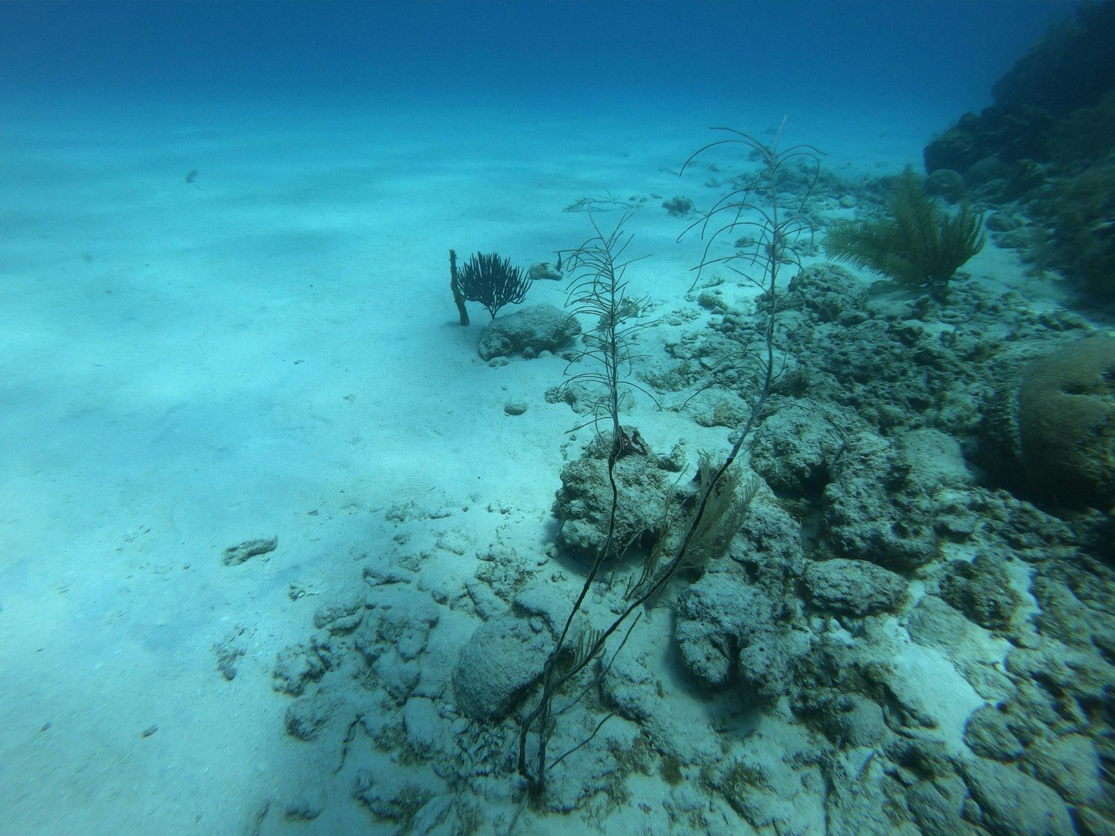 10 strange things humans are still learning about the seafloor