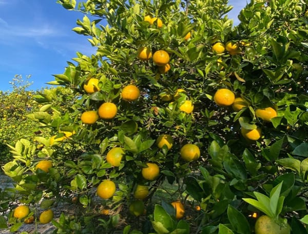 Florida orange groves fade into memory as fungus and developers secure ...