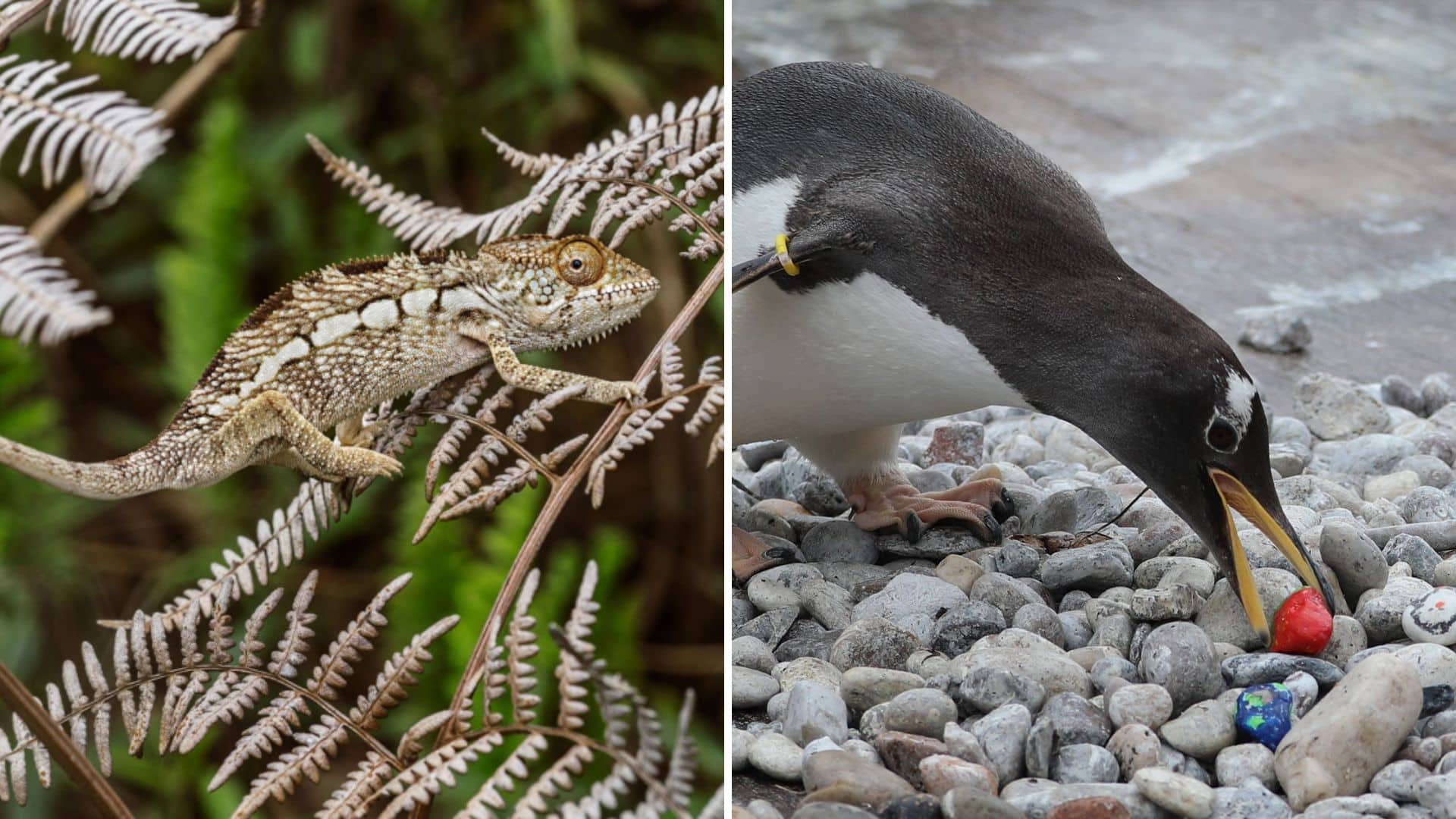 The hidden reasons animals do the strangest things