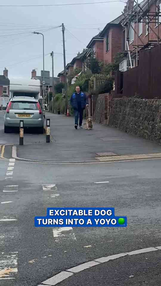 Excited dog bounces like a yo-yo during walk