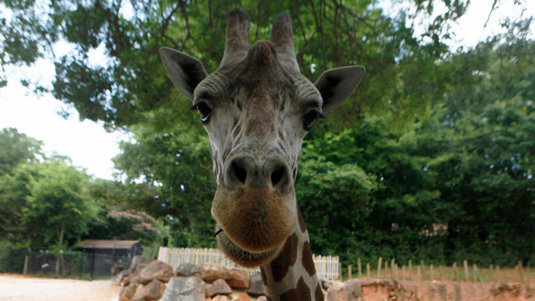 Zoo Atlanta evacuated due to bomb threat hoax over the weekend ...