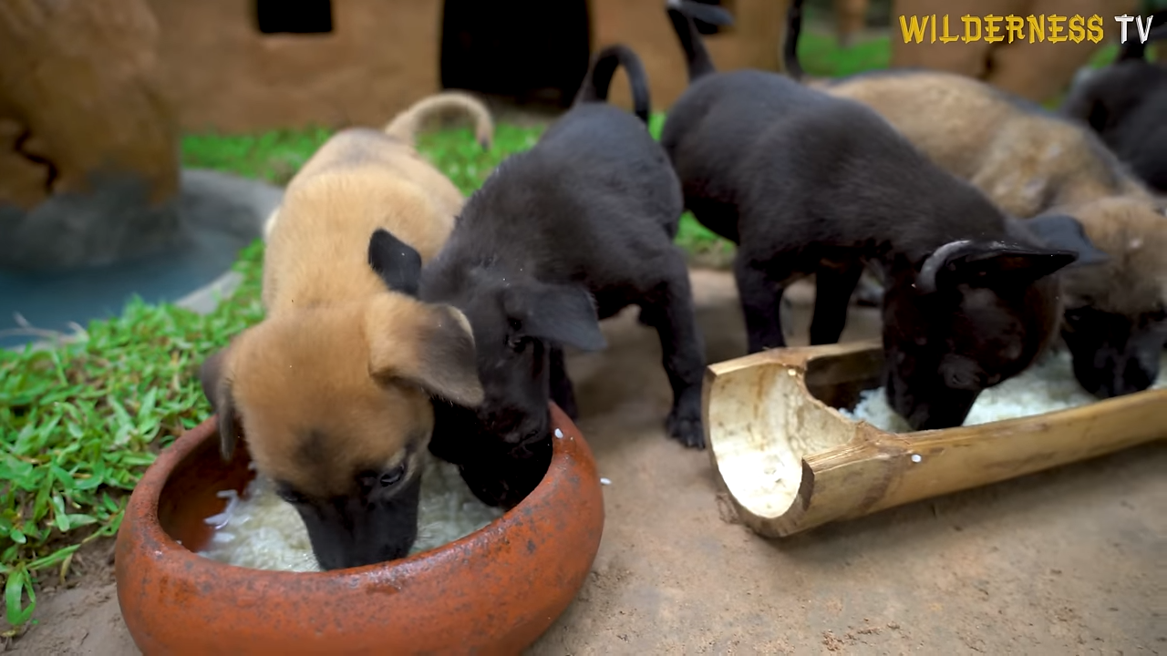 Watch these tiny scared puppies find safety in a shelter built over water