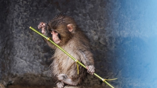 Two Americans arrested in Japan over stunt targeting famous baby monkey ...