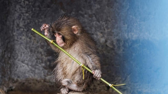 Two Americans arrested in Japan over stunt targeting famous baby monkey ...